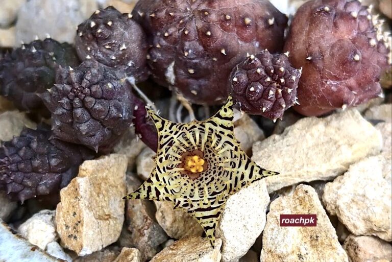 Success with Stapeliads (Carrion Flowers) - Debra Lee Baldwin