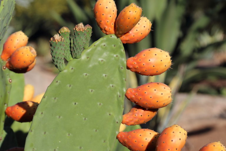 Why Grow Paddle Cacti? 16 Reasons - Debra Lee Baldwin