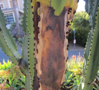 Succulent Plant Pests, Diseases, Problems: Symptoms & Solutions