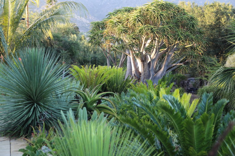 How to Grow Tree Aloes (Aloe barberae) - Debra Lee Baldwin