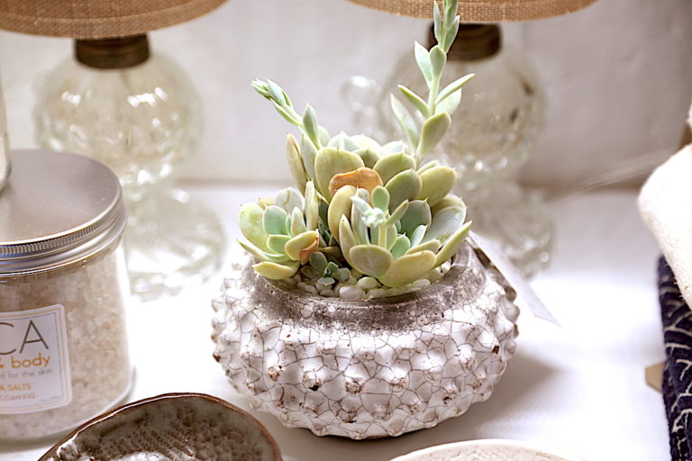 150 Ideas for Pots of Rosette Succulents - Debra Lee Baldwin