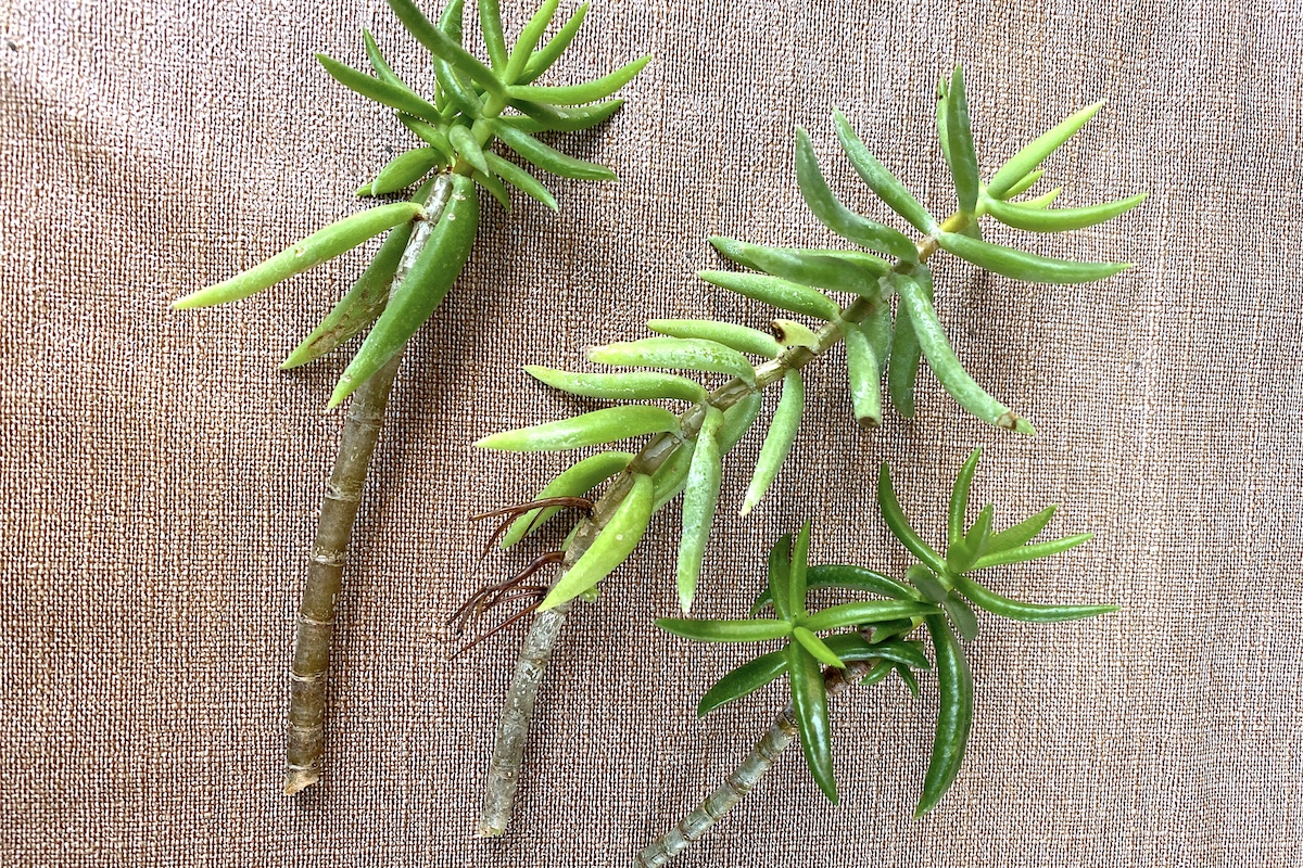 Grow Versatile "Mini Pine Tree" Crassula - Debra Lee Baldwin