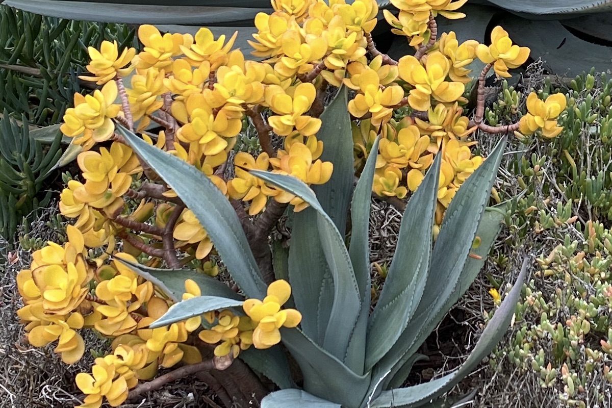 Carolyn's Dragon Tree Garden, Before-and-After - Debra Lee Baldwin