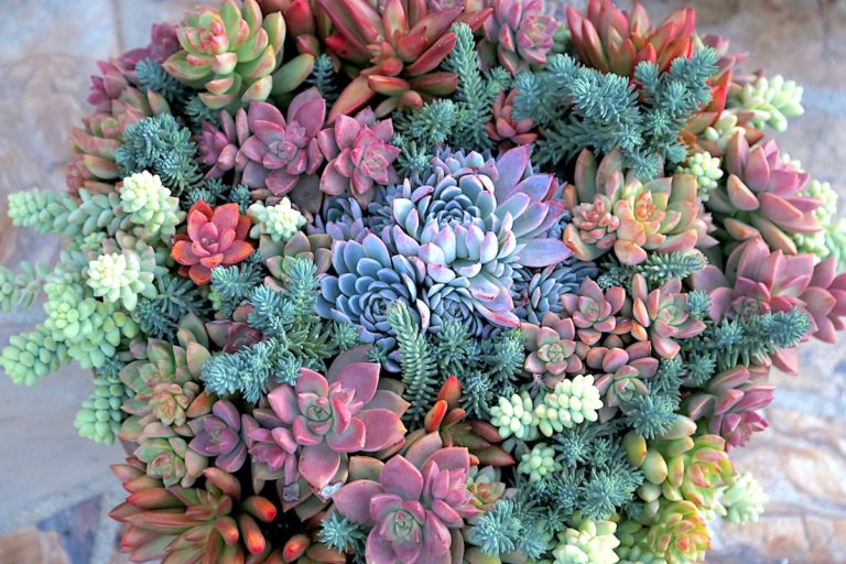 Plant a Pot with Colorful Rosette Succulents - Debra Lee Baldwin