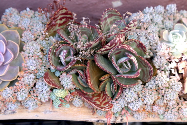 150 Ideas for Pots of Rosette Succulents - Debra Lee Baldwin