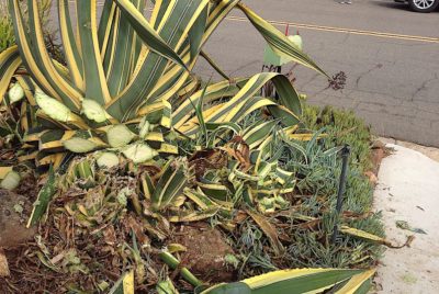 Agave Dermatitis: How harmful is agave sap? Are you susceptible ...