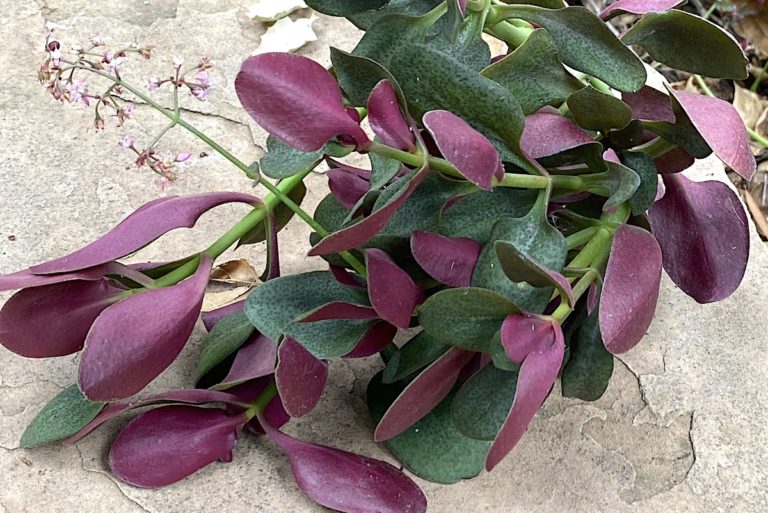 Grow Shade-Loving Fairy Crassula - Debra Lee Baldwin