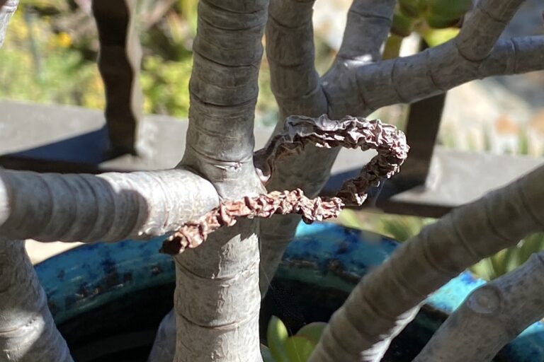 How and Why Jades Prune Themselves - Debra Lee Baldwin