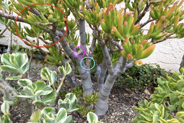 How and Why Jades Prune Themselves - Debra Lee Baldwin