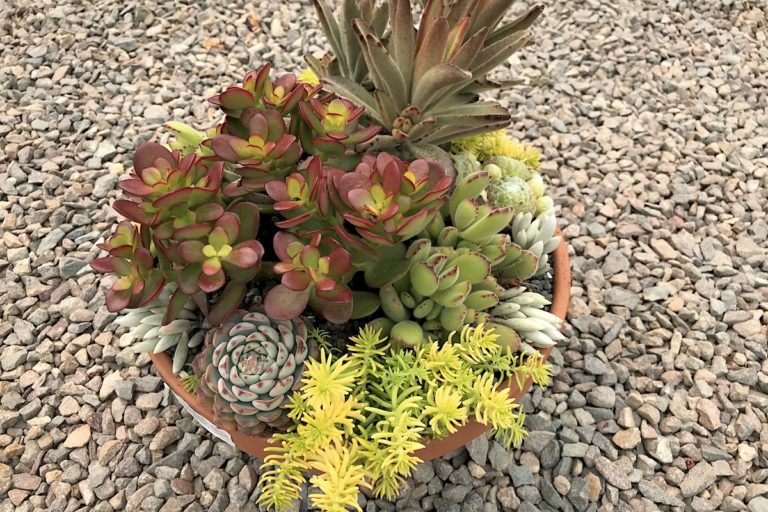 150 Ideas for Pots of Rosette Succulents - Debra Lee Baldwin