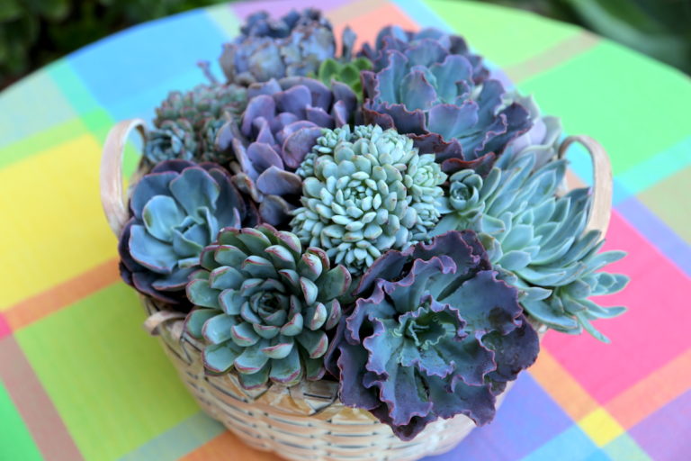 150 Ideas for Pots of Rosette Succulents - Debra Lee Baldwin