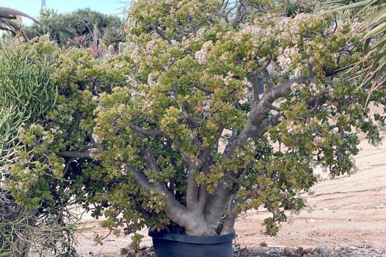 Crassula (Jade and More): Details, Photos and Varieties