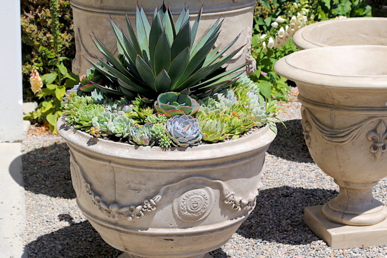 150 Ideas for Pots of Rosette Succulents - Debra Lee Baldwin