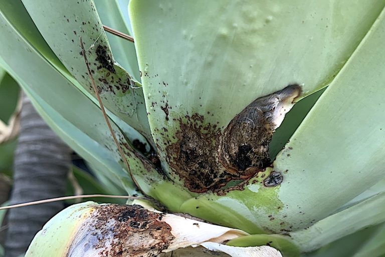 Agave Snout Weevil Prevention and Treatment - Debra Lee Baldwin