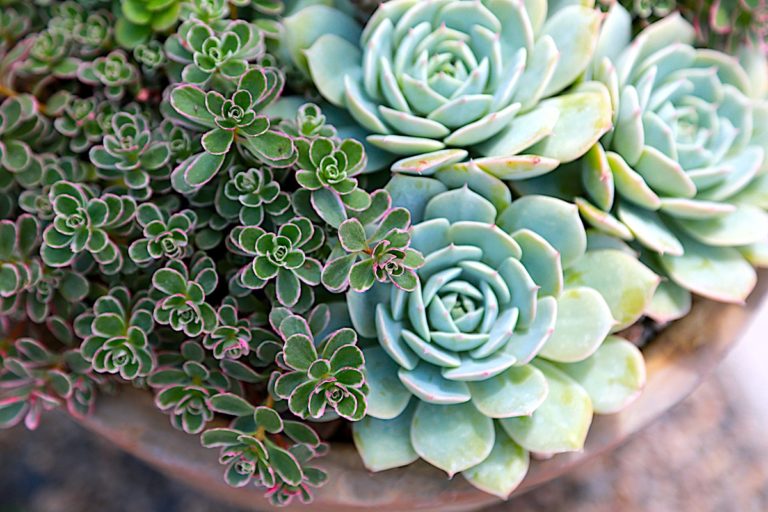 150 Ideas for Pots of Rosette Succulents - Debra Lee Baldwin