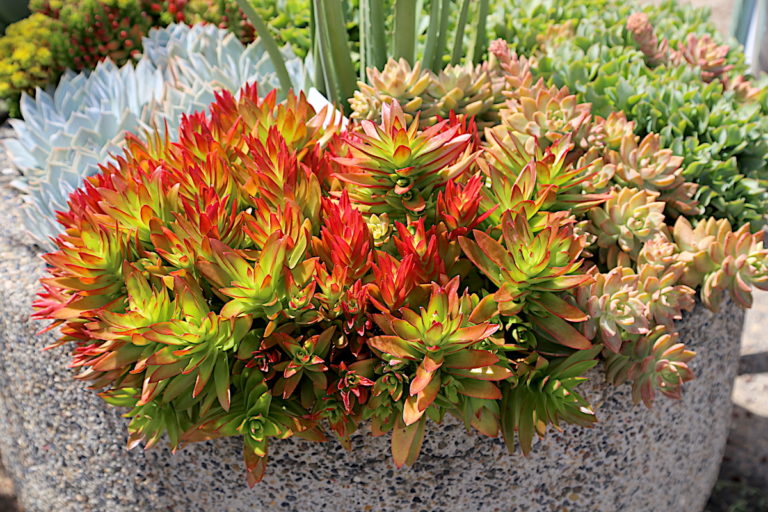 150 Ideas for Pots of Rosette Succulents - Debra Lee Baldwin