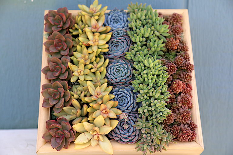 150 Ideas for Pots of Rosette Succulents - Debra Lee Baldwin