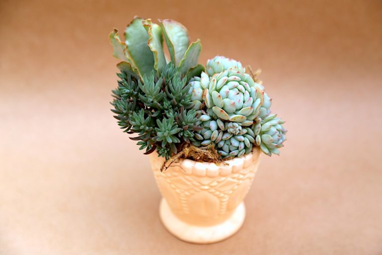 150 Ideas for Pots of Rosette Succulents - Debra Lee Baldwin