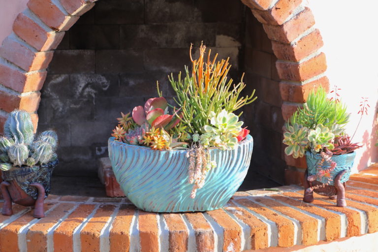 150 Ideas for Pots of Rosette Succulents - Debra Lee Baldwin