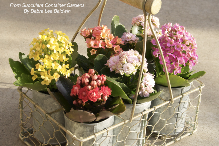 Shade Succulents: 80+ low-water plants for your garden's shady spots