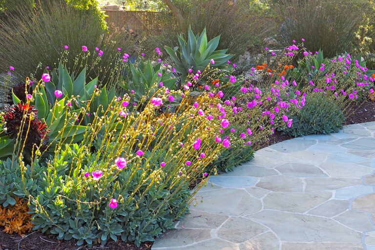 Grow Calandrinia (Cistanthe grandiflora, Purslane) - Debra Lee Baldwin