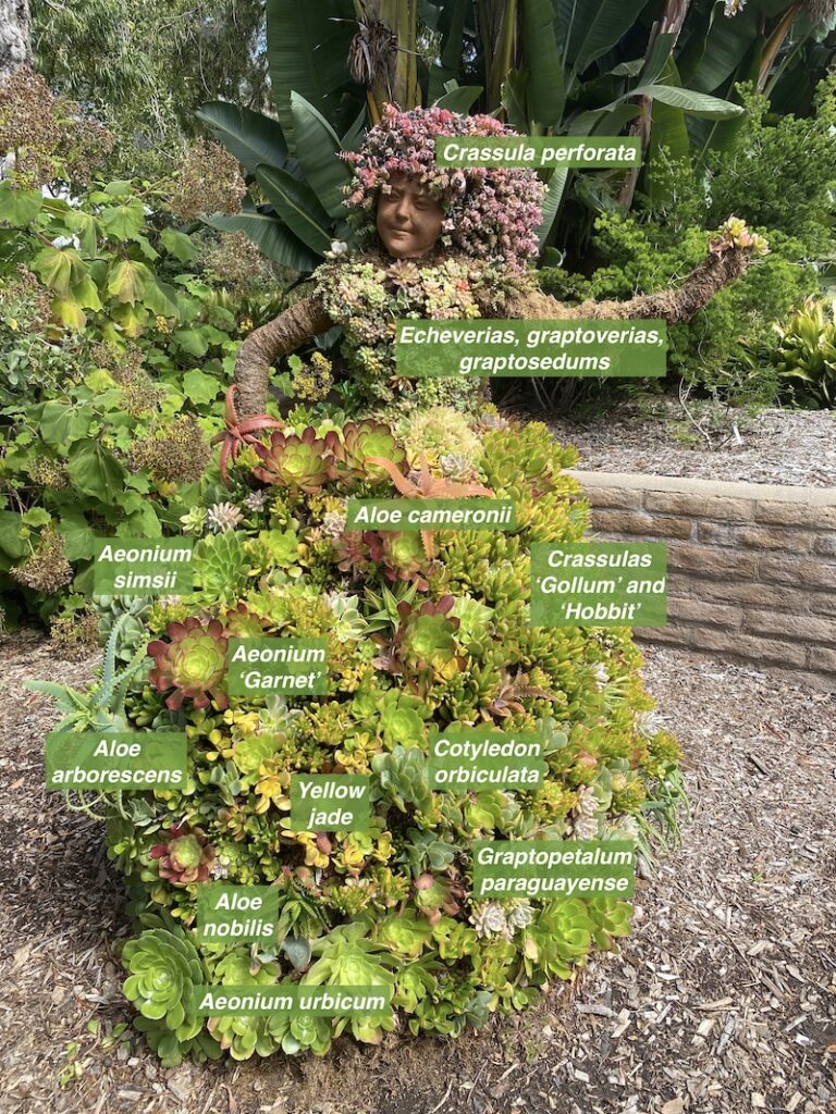 See Succulent Topiary Musicians & Dancers - Debra Lee Baldwin