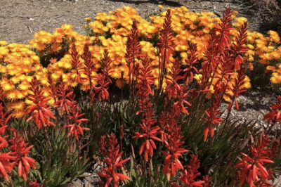 Ice Plant Uses Photos IDs | Succulent Expert Debra Lee Baldwin