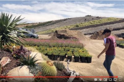 How Succulent Designer Laura Eubanks Does It - Debra Lee Baldwin