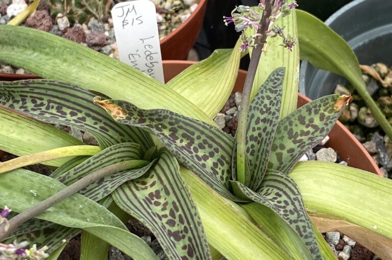 Visit Botanic Wonders & See Al Klein's Succulent Rarities - Debra Lee ...