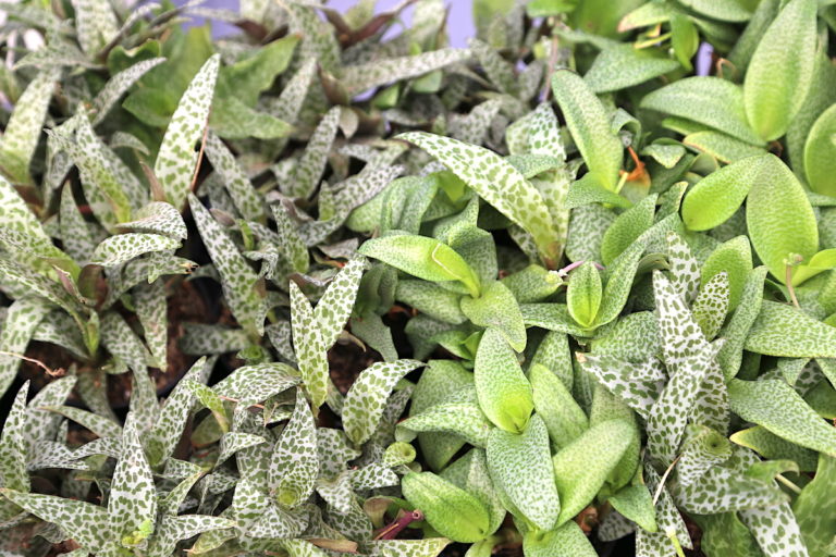 Shade Succulents: 80+ low-water plants for your garden's shady spots