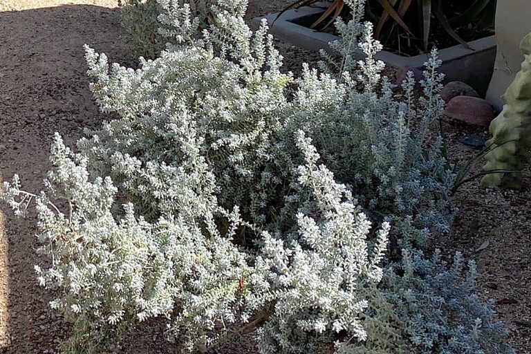 Design Ideas from an Arizona Artist's Garden - Debra Lee Baldwin