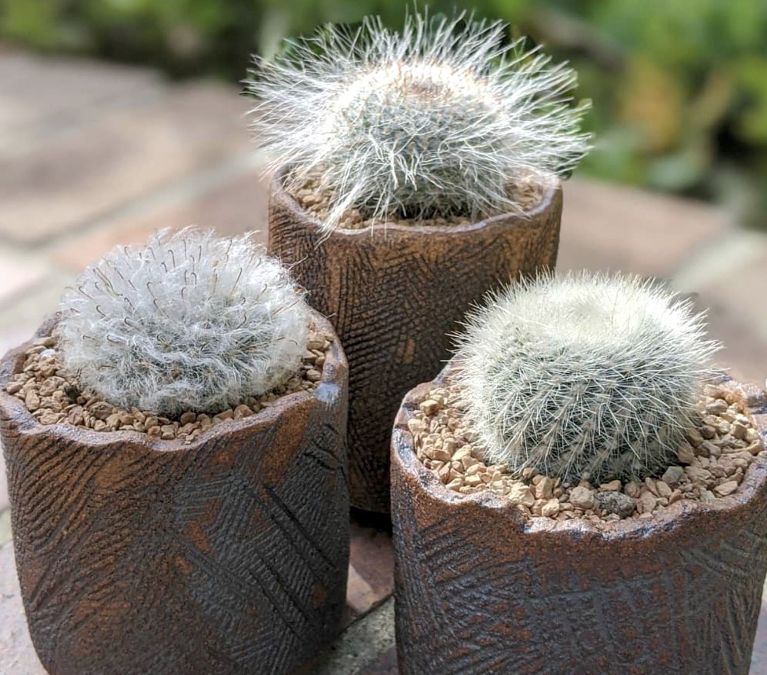 Cactus: Info, Photos and IDs