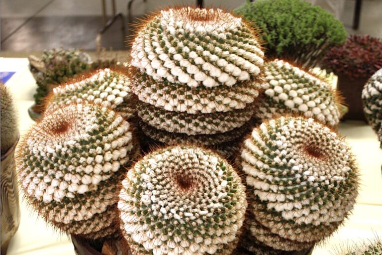 Succulents with Fibonacci Spirals
