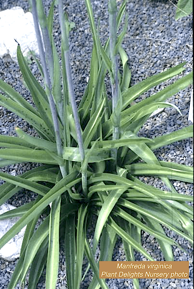 Manfreda virginica Plant Delights photo | Debra Lee Baldwin