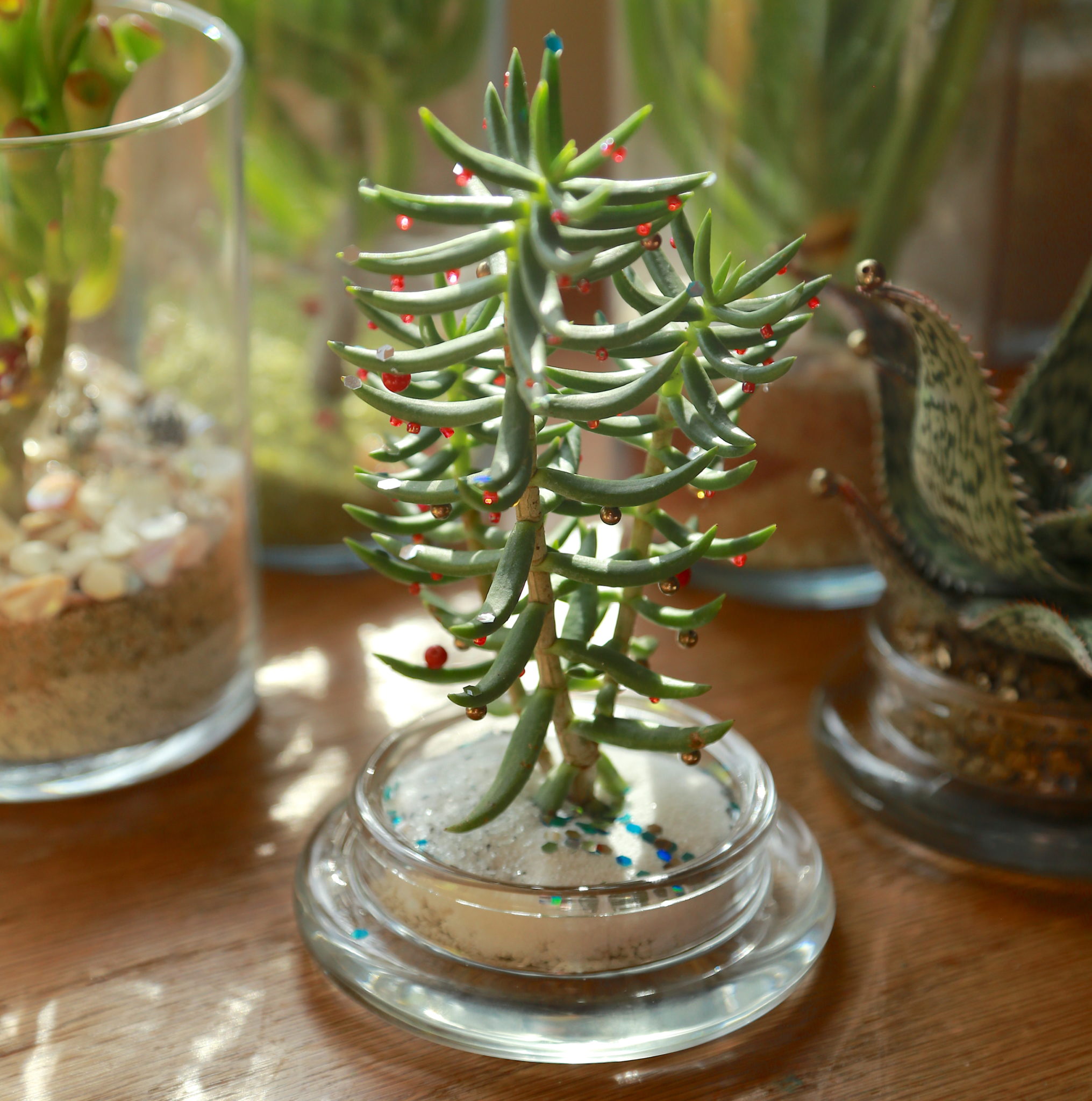 Grow Versatile "Mini Pine Tree" Crassula - Debra Lee Baldwin