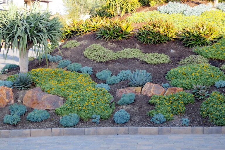 Succulent Driveway Essentials - Debra Lee Baldwin