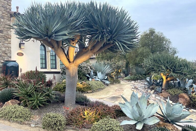 Carolyn's Dragon Tree Garden, Before-and-After - Debra Lee Baldwin