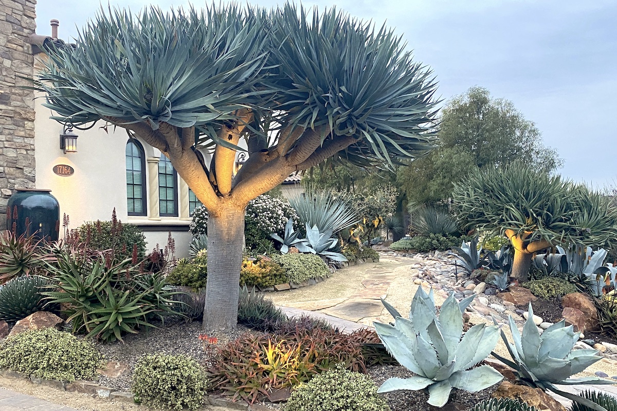 Carolyn's Dragon Tree Garden, Before-and-After - Debra Lee Baldwin