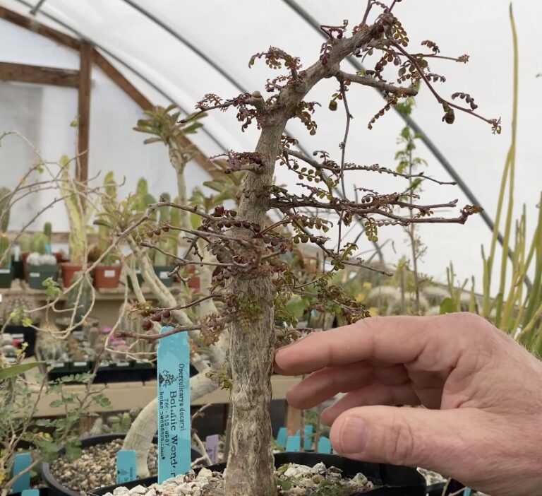 Visit Botanic Wonders & See Al Klein's Succulent Rarities - Debra Lee ...