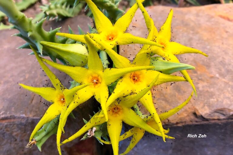 Success with Stapeliads (Carrion Flowers) - Debra Lee Baldwin
