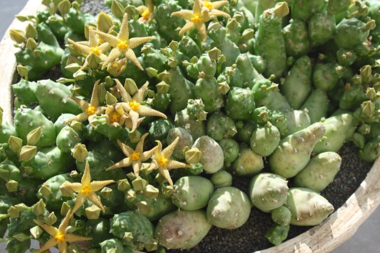 Success with Stapeliads (Carrion Flowers) - Debra Lee Baldwin