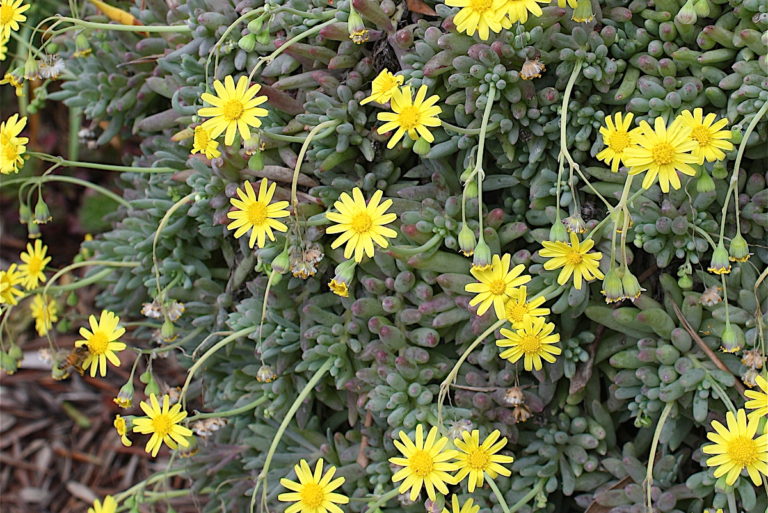 Shade Succulents: 80+ low-water plants for your garden's shady spots
