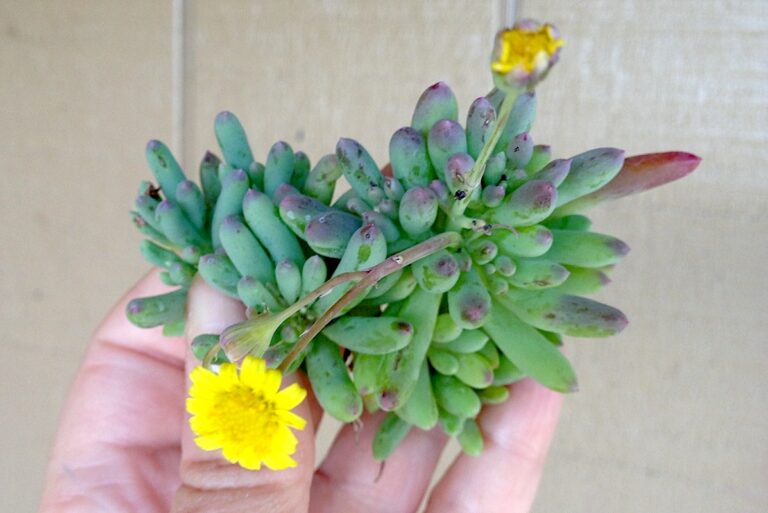 Create a "Flower" Bed with Rosette Succulents - Debra Lee Baldwin