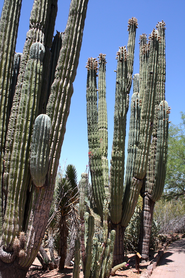 What You Should Know about Saguaro Cactus - Debra Lee Baldwin
