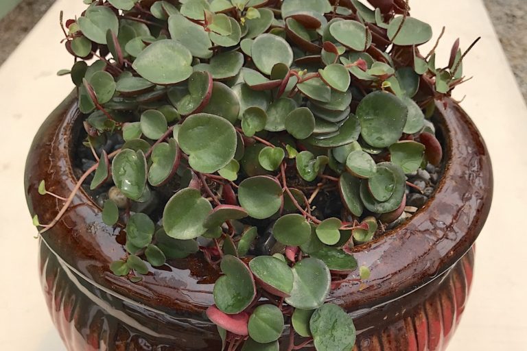 Shade Succulents: 80+ low-water plants for your garden's shady spots