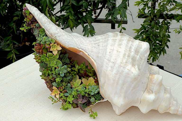 How Succulent Designer Laura Eubanks Does It - Debra Lee Baldwin