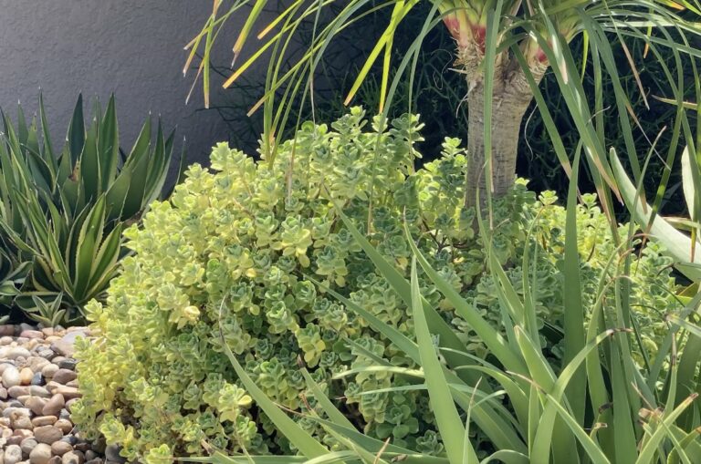 See a Landscaper's 45-Degree Succulent Slope - Debra Lee Baldwin