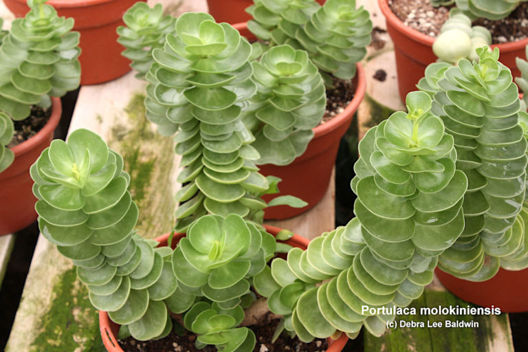 Shade Succulents: 80+ low-water plants for your garden's shady spots