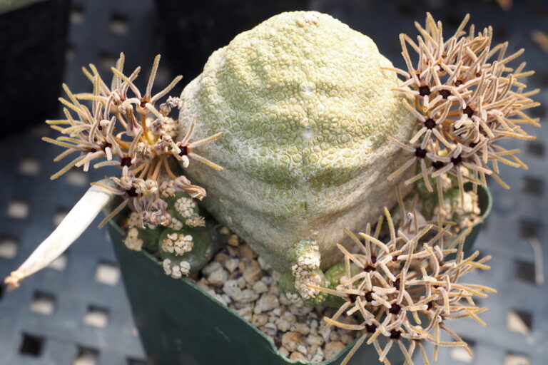 Success with Stapeliads (Carrion Flowers) - Debra Lee Baldwin