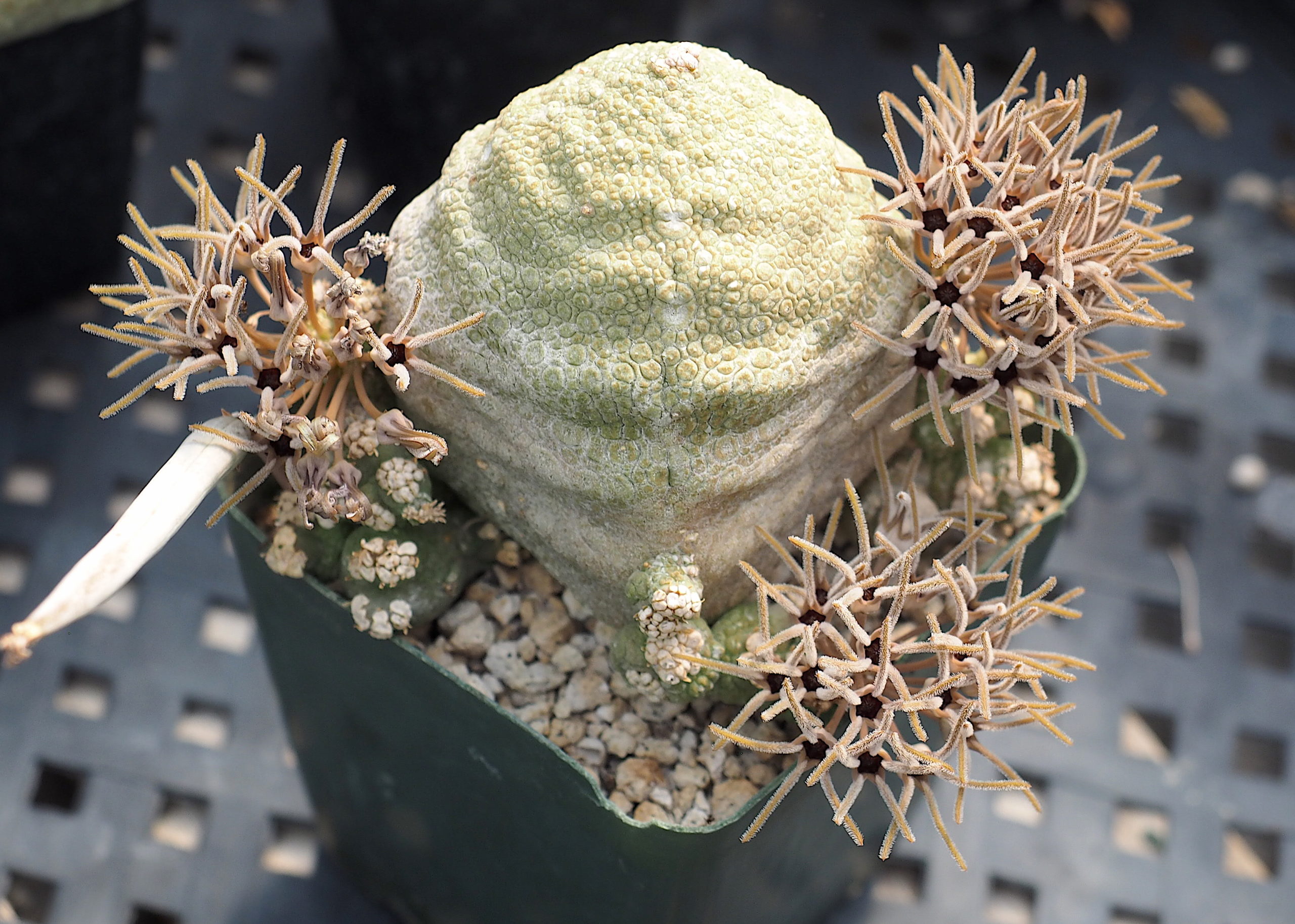Pseudolithos migiurtinus | Debra Lee Baldwin